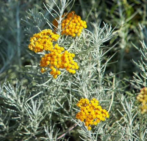 Jedinstveni vodič za sve ljubitelje raskošnoga biljnog svijeta ...