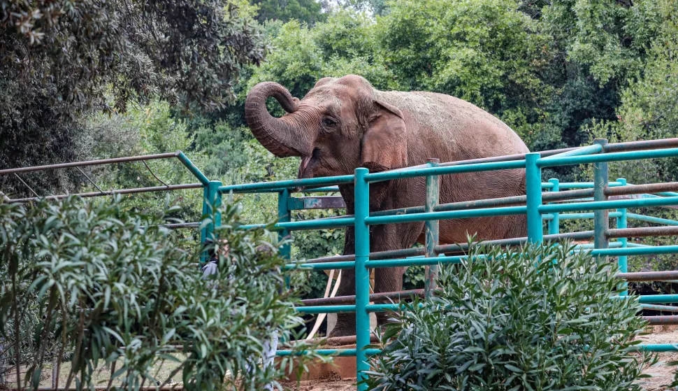 Nacionalni park Brijuni obilježit će Međunarodni dan slonova