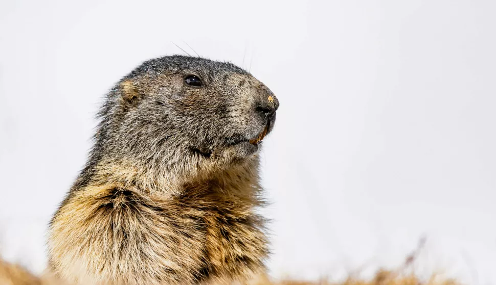 Svizac Phil ugledao sjenu - još šest tjedana zime
