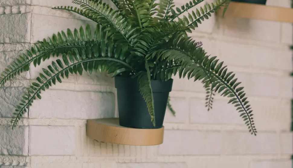 Zimi je najbolja ideja pustiti biljke na miru